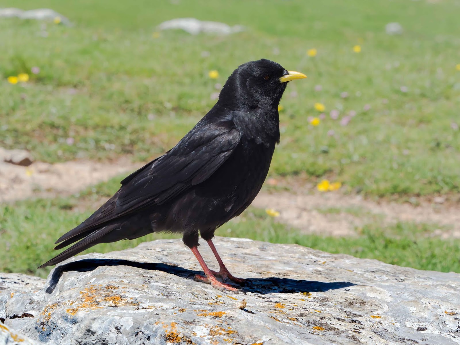 CHOVA PIQUIGUALDA - Pyrrhocorax graculus | Observatorio de la Naturaleza
