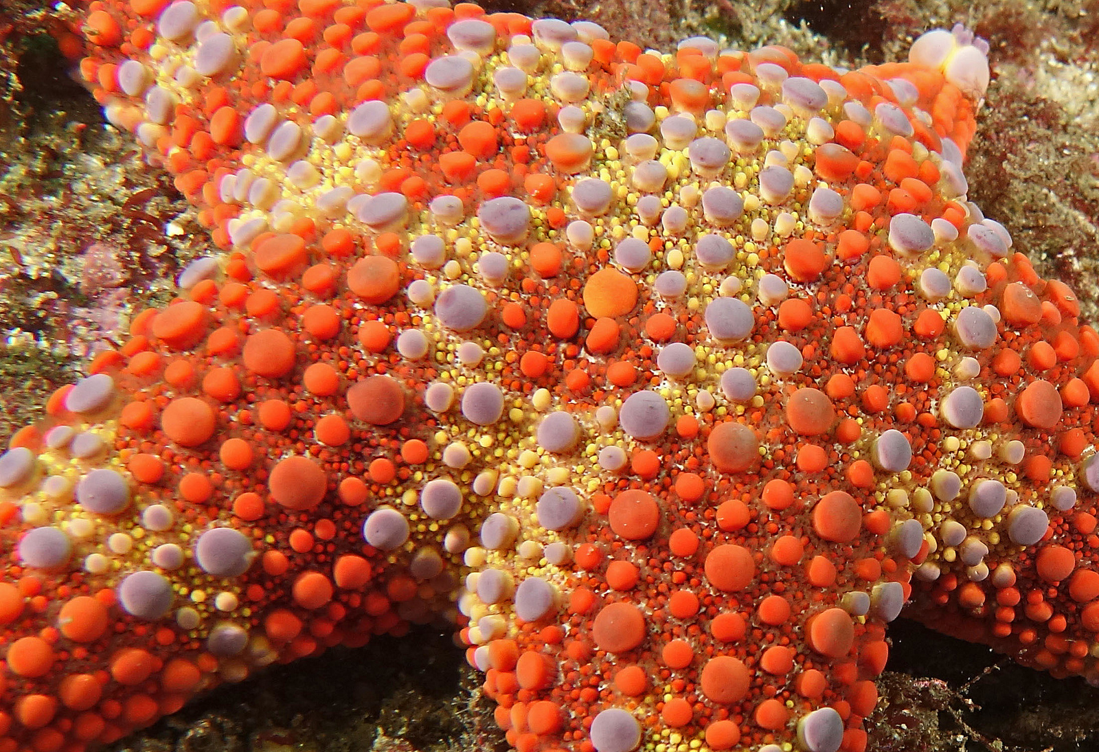 Real Monstrosities: Firebrick Starfish