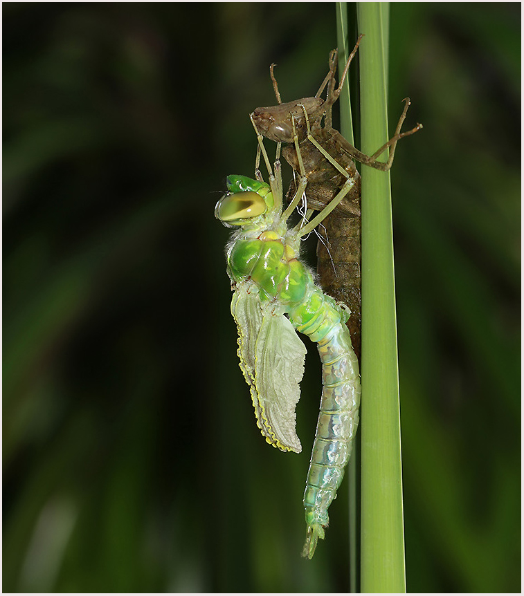 Dragonfly Emerging From Nymph