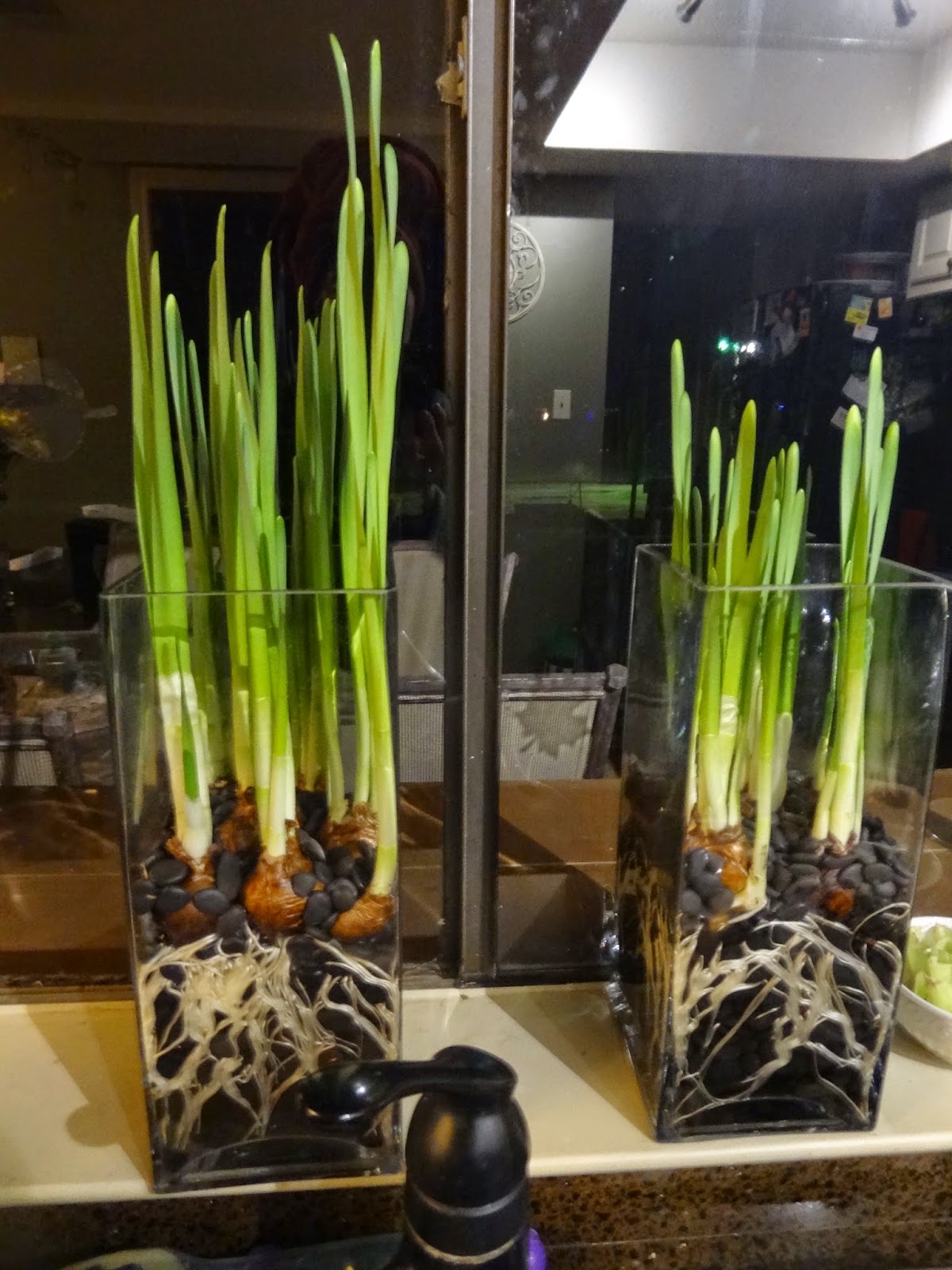 Rebecca's Texas Garden: Holiday Amaryllis & Paperwhites