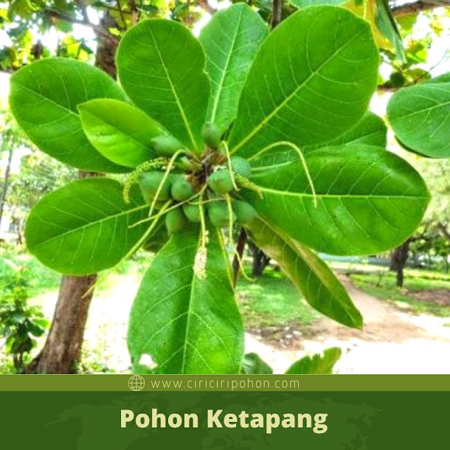 Ciri Tanaman Ketapang yang Wajib Diketahui - Ciriciripohon.com