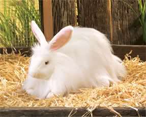Angora Rabbit farming a profitable livestock activity in Pakistan ...