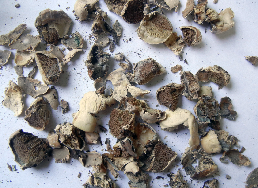 Weird and Wonderful Wild Mushrooms: Unveiling the Veiled Polypore ...