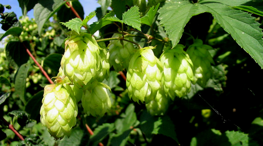 Lugares y sabores Patagónicos : Fiesta Nacional del Lúpulo será ...