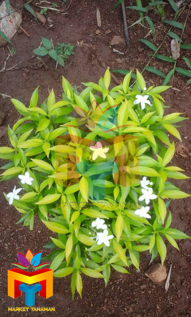 JUAL POHON REMBOSA MINI DAN REMBOSA GOLDEN | JUAL TANAMAN HIAS | MARKET ...