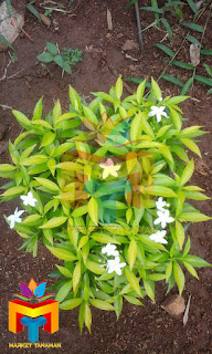 JUAL POHON REMBOSA MINI DAN REMBOSA GOLDEN | JUAL TANAMAN HIAS | MARKET ...