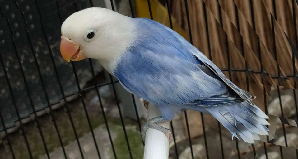 Combination of mutations that can eliminate wing patterns in fischeri ...