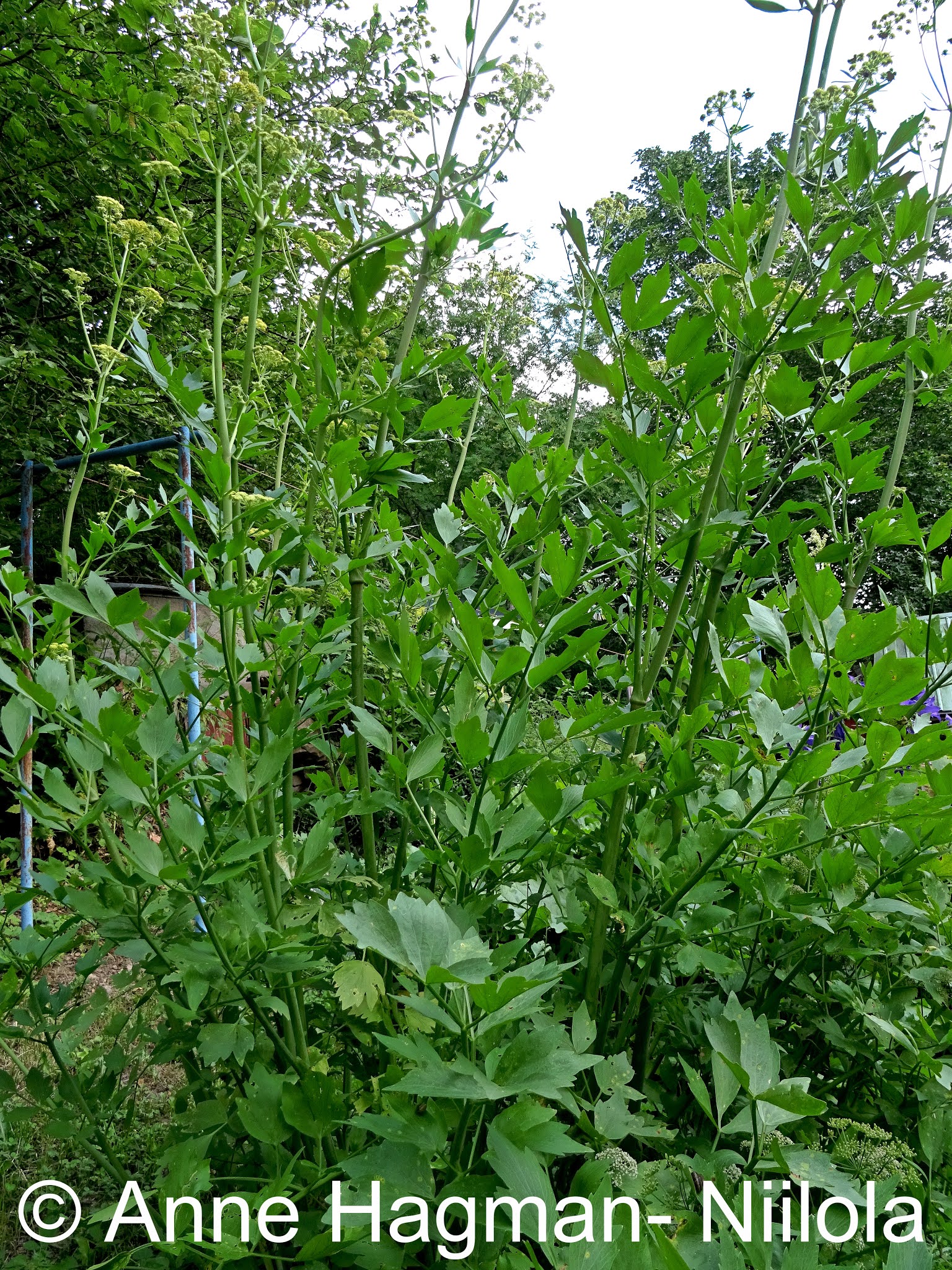 ANNEN LUONTOPÄIVÄKIRJA nature diary: Liperi/ Lipstikka (Levisticum ...