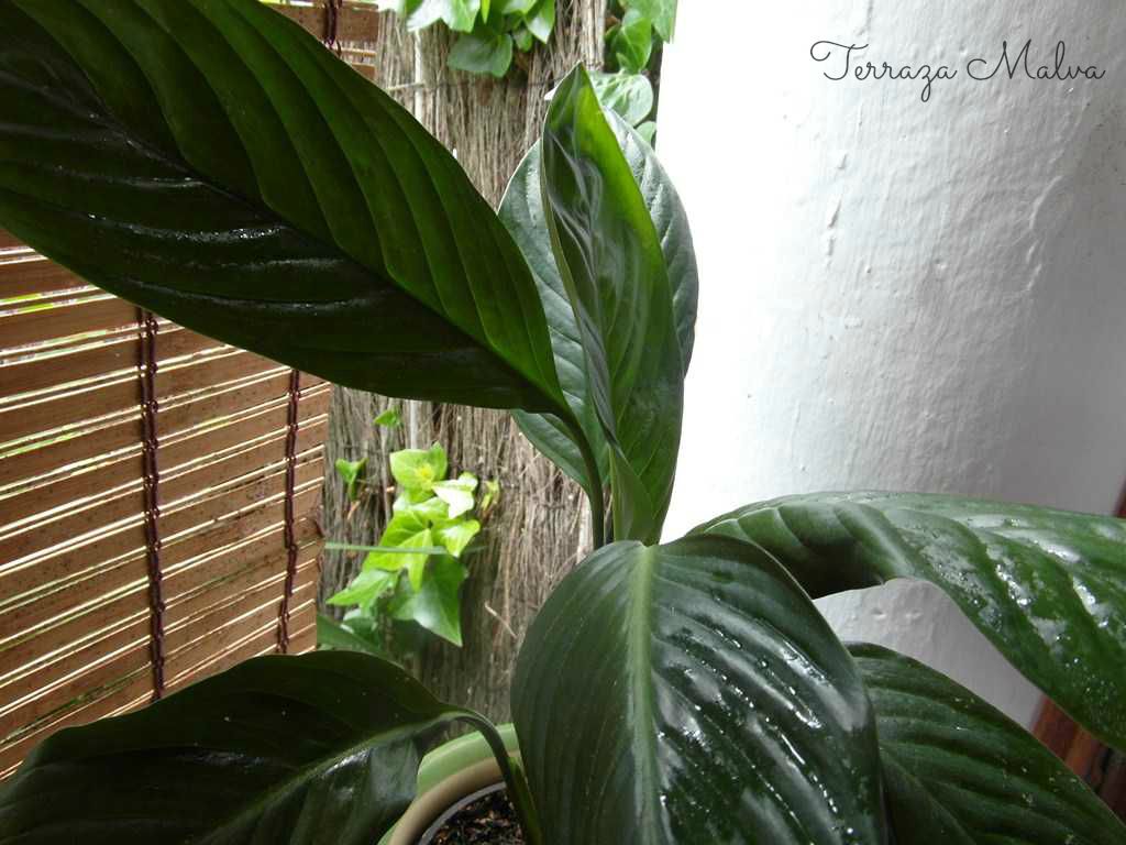 ESPATIFILO / SPATHIPHYLLUM | Terraza Malva