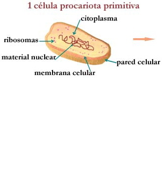 cienciasiteipa2011: 009.Biología. Décimo. Evolución Celular