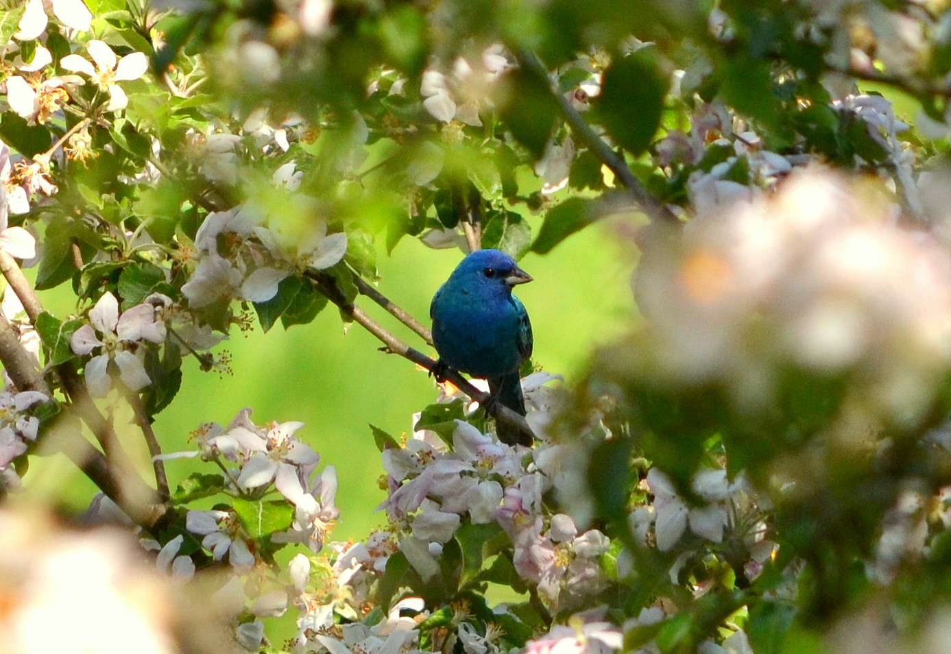 Woods Walks and Wildlife: May and June, 2021