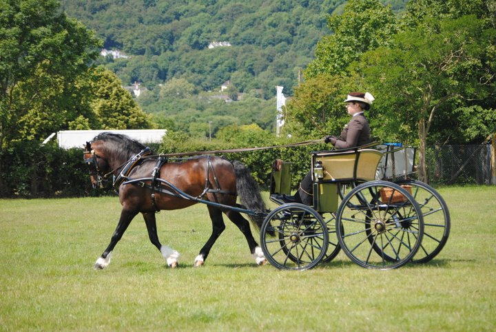 Michelle Blackler Equestrian: Reinsmanship In Photos: Cadence and Extension