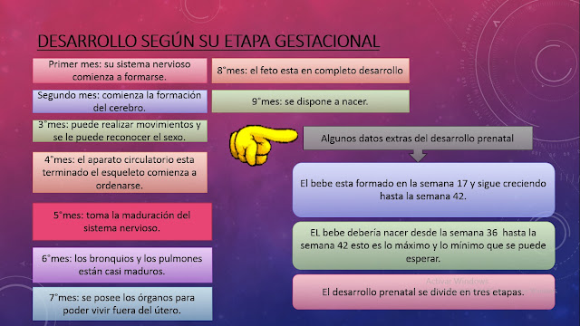 Psicologia Del Ciclo Vital Las Ocho Etapas Del Desarrollo Humano