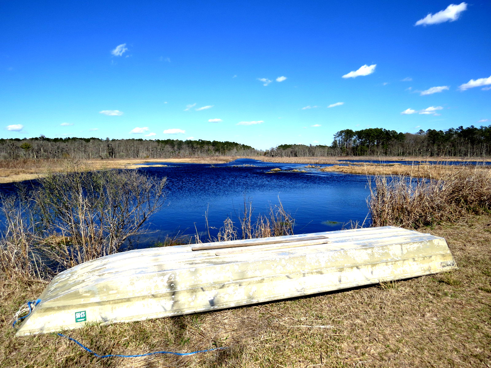 BirdsEyeViews: Sapsucker Surprise at ACE Basin Refuge!