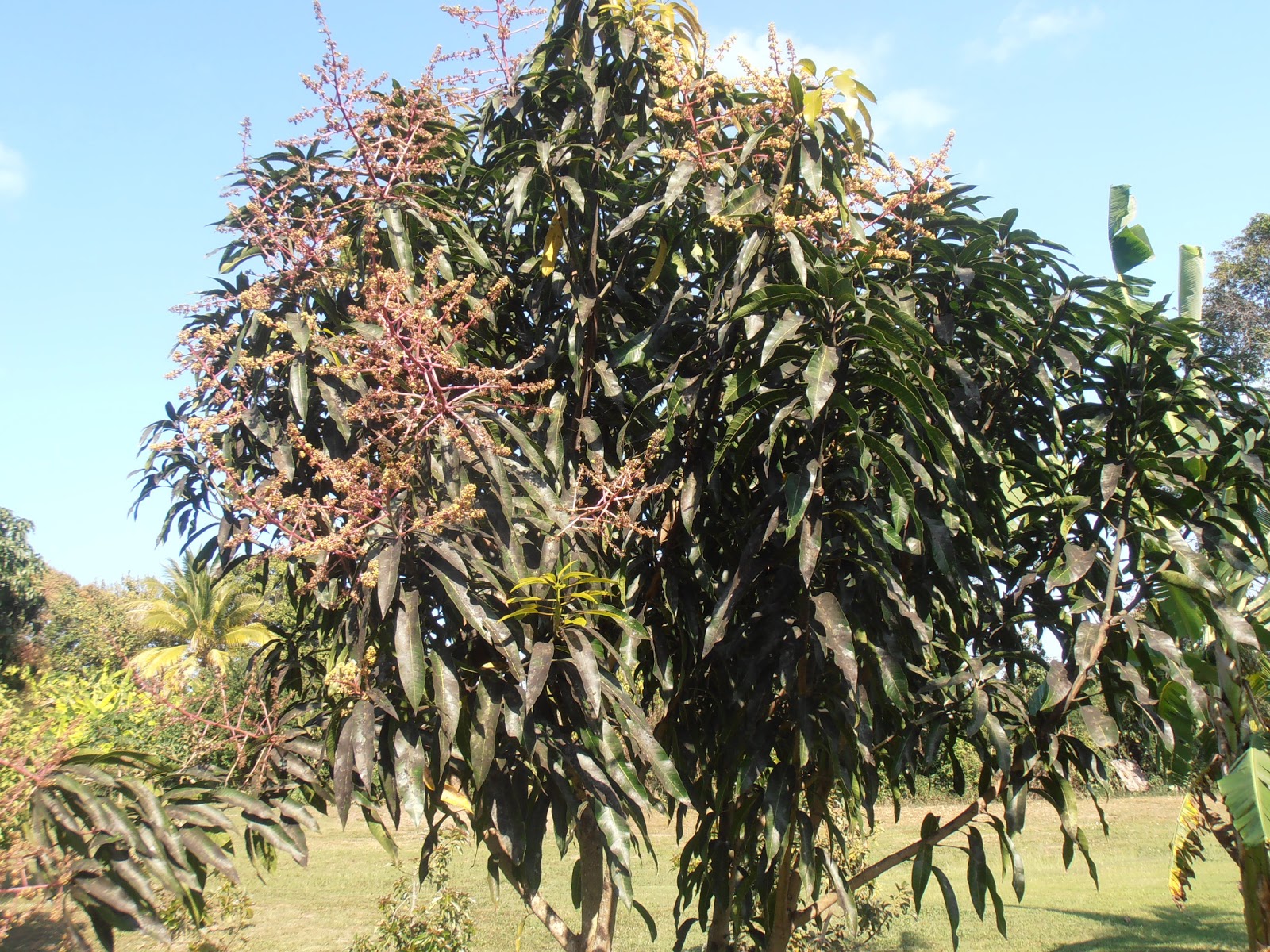 Flora de Puerto Rico Ilustrada Papo Vives: ANACARDIACEAE Mangifera ...