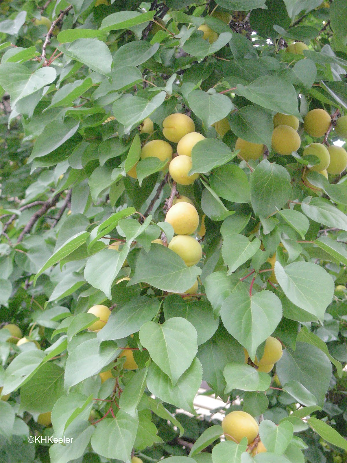 A Wandering Botanist: Plant Story--Apricot Folklore