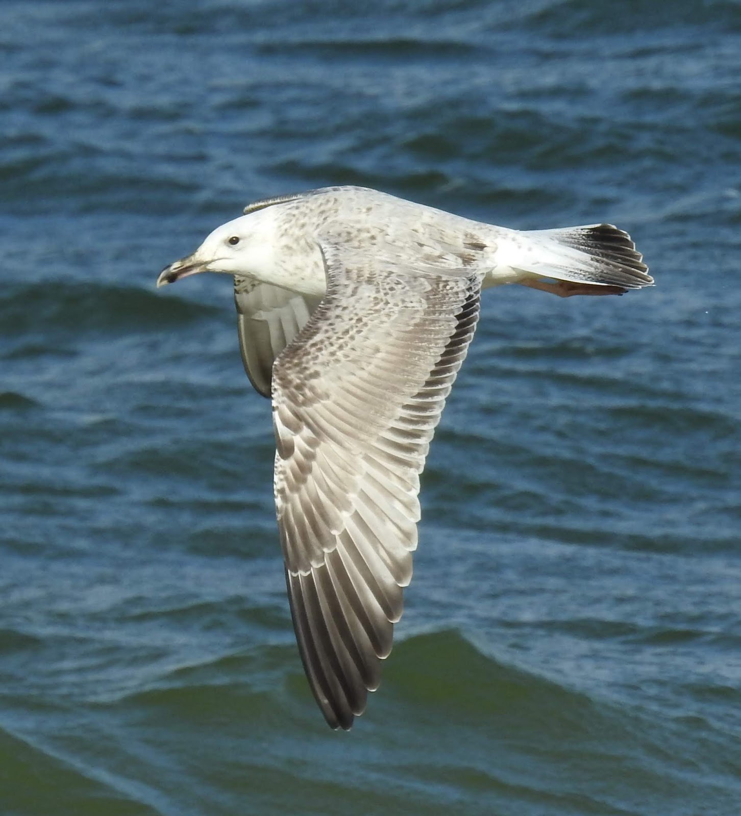CAMBRIDGESHIRE BIRD CLUB GALLERY: Caspian Gull