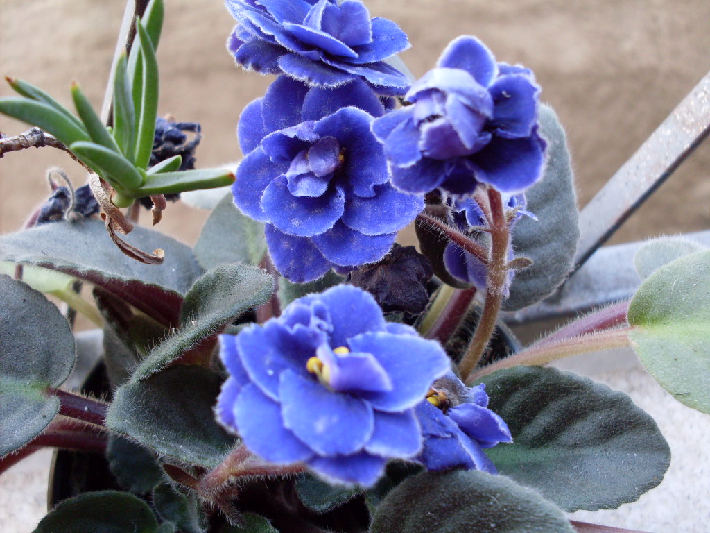 Só blogagens coletivas: Açúcar é doce e violetas são azuis!