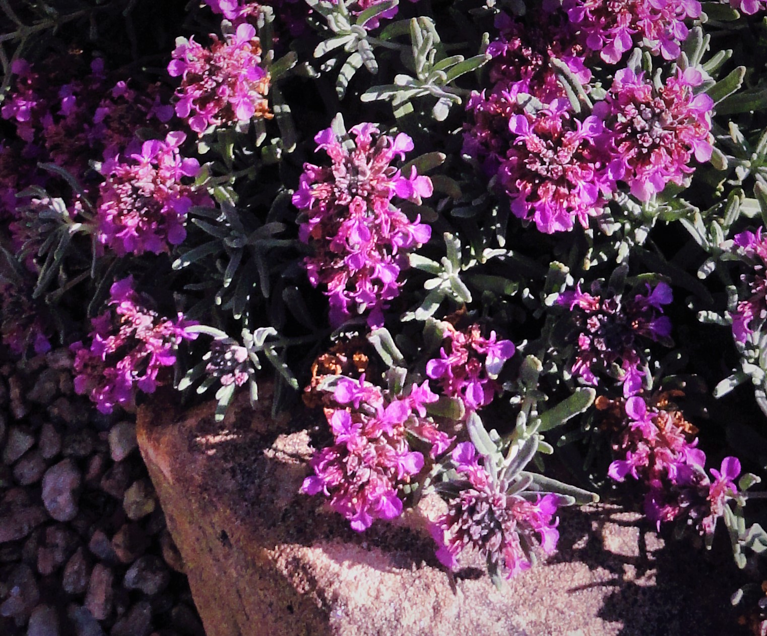 Prairiebreak: A terrible tale of two tangled Teucriums.