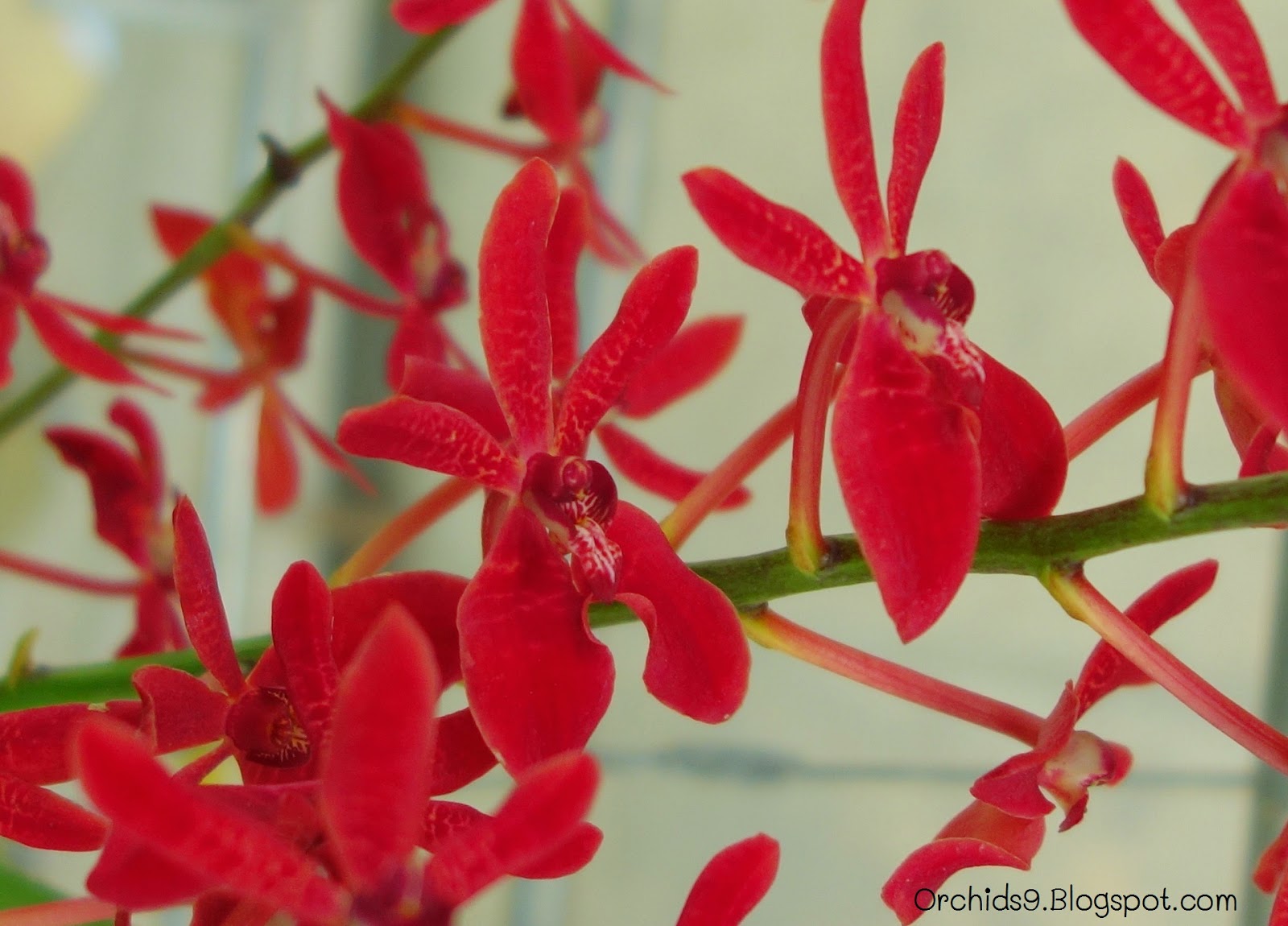 Orchids Flowers Pictures Bulbophyllum Vanda Cattleya Cymbidium ...