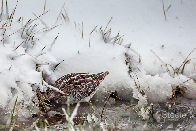 Walkin' With the Wild Woman: Successful Snipe Hunting in 10 Easy Steps