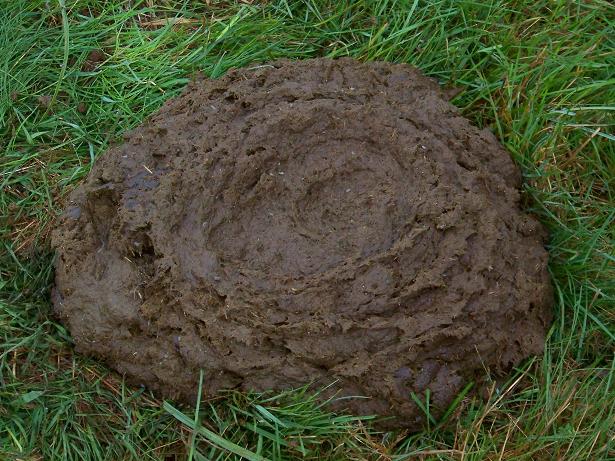 Very Angry Bird: Cobbling together a cow-pie in St. Paul