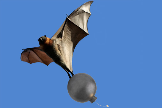 EL ANIMAL INVISIBLE: Bombas murciélago, murciélagos bomba, cerdos ...