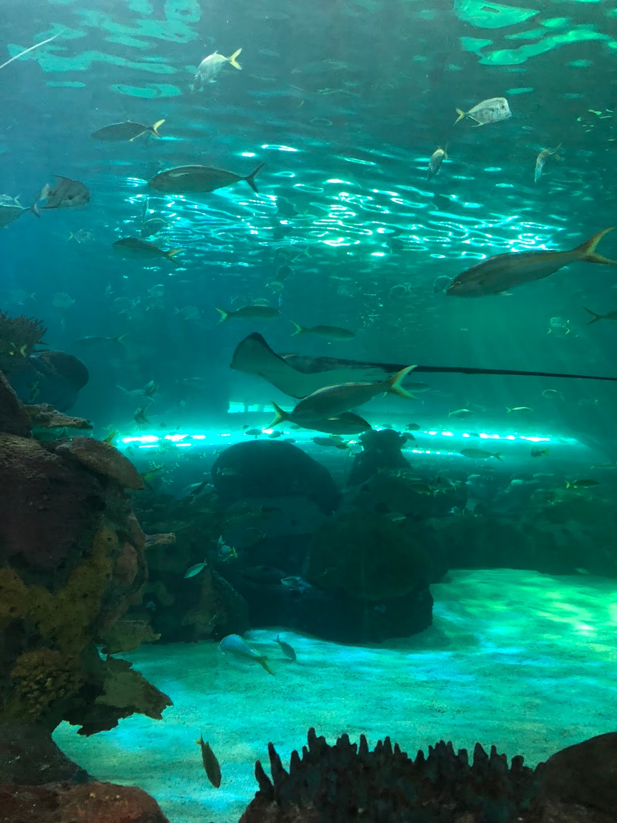 Fun at the Toronto Aquarium | The Family Table with Genevieve