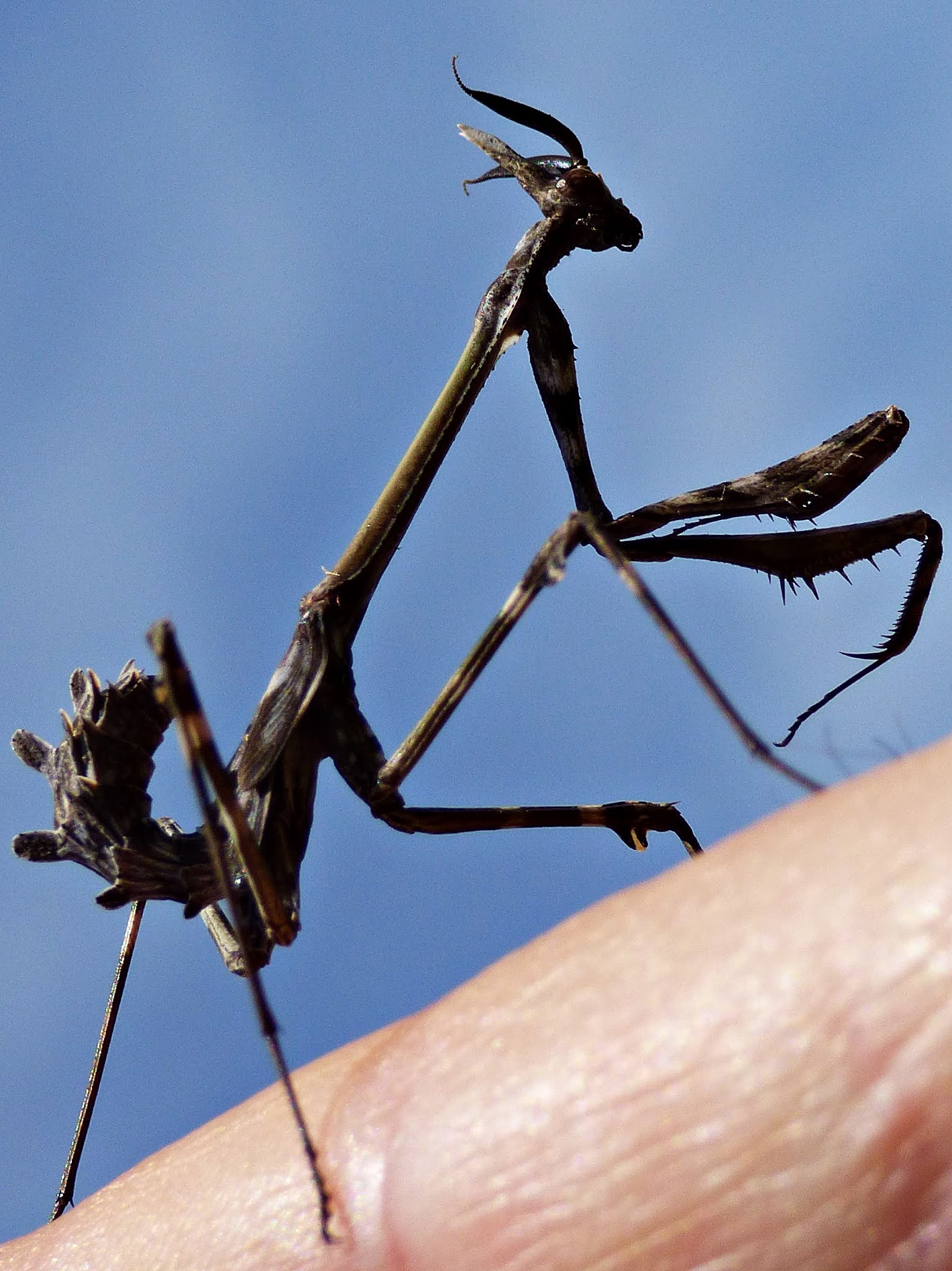 Montehermoso Natural: Mantis palo (Empusa pennata)