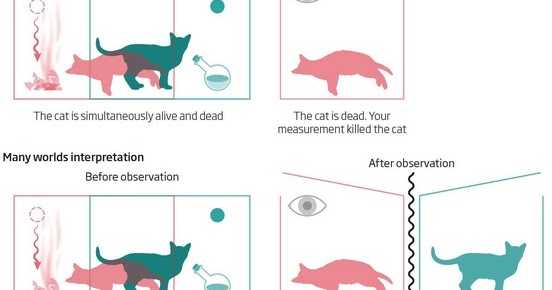 homunculus: Killing the cat?
