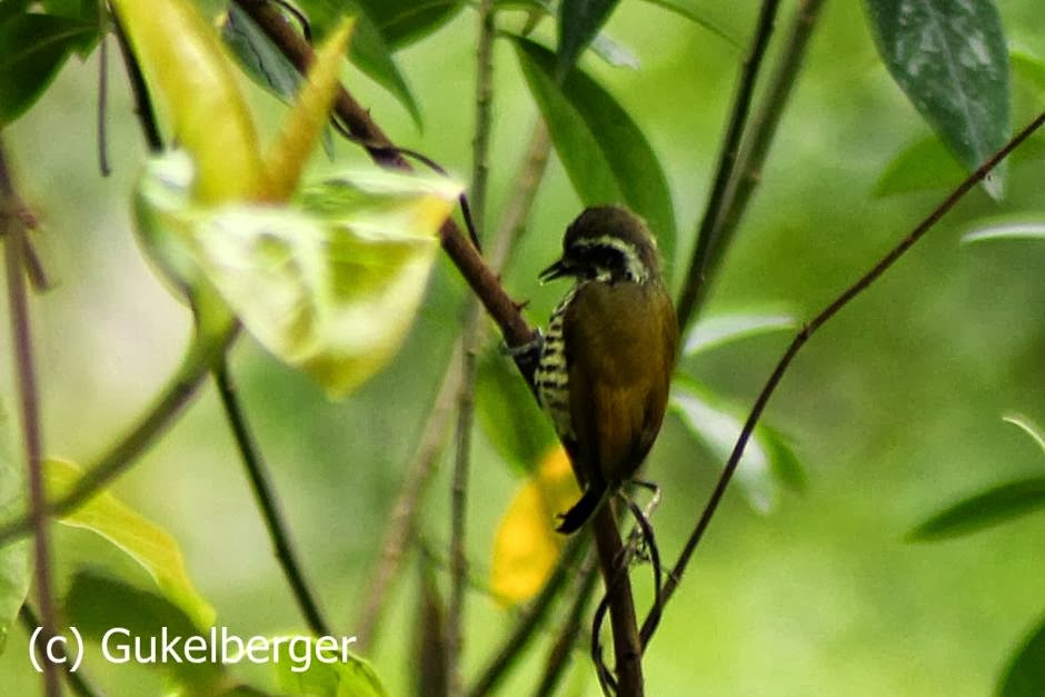 Tierra de tucanes y pájaros carpinteros: Carpinterito moteado (Picumnus ...