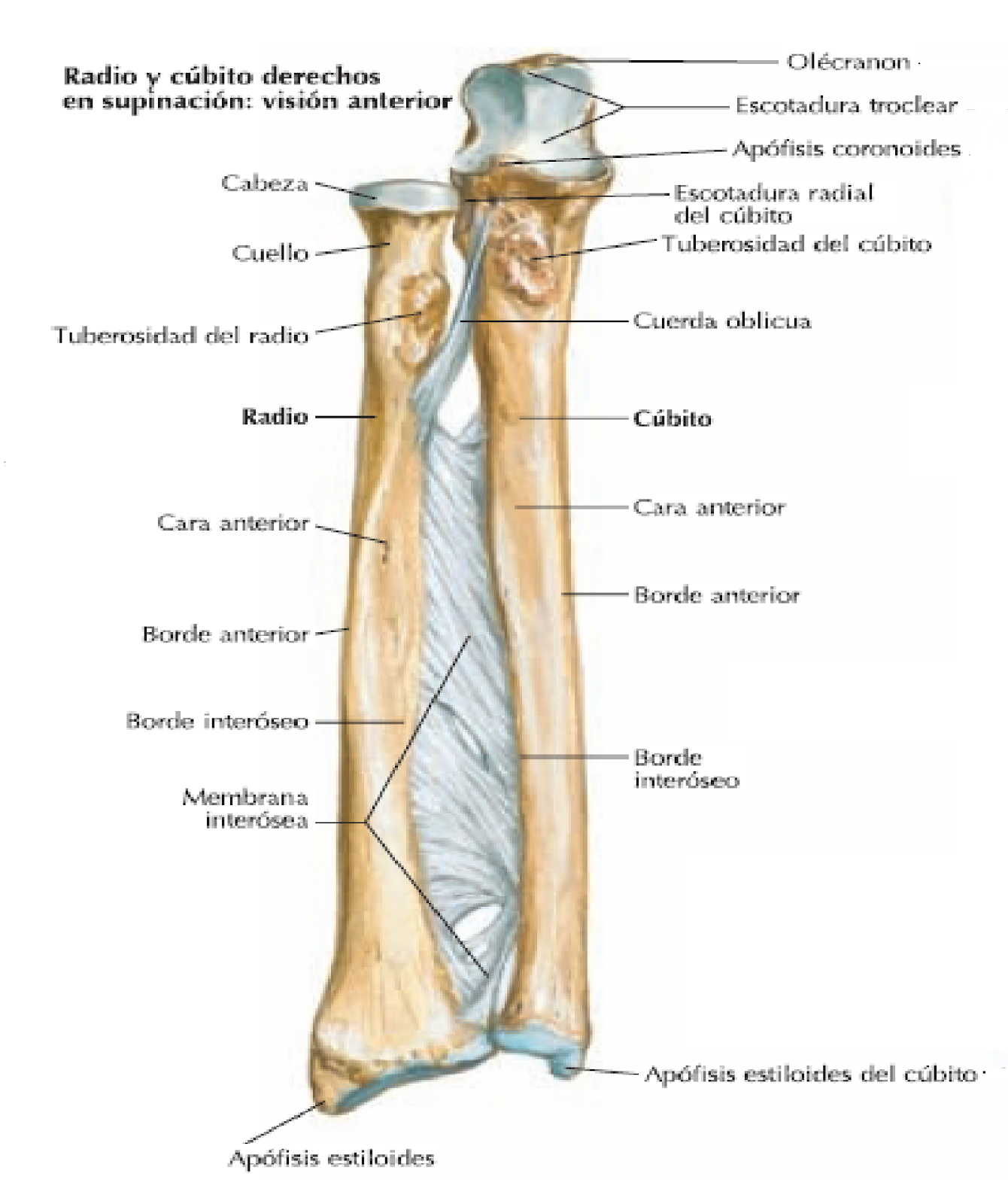 MORFOFISIOLOGÍA I: ANATOMÍA