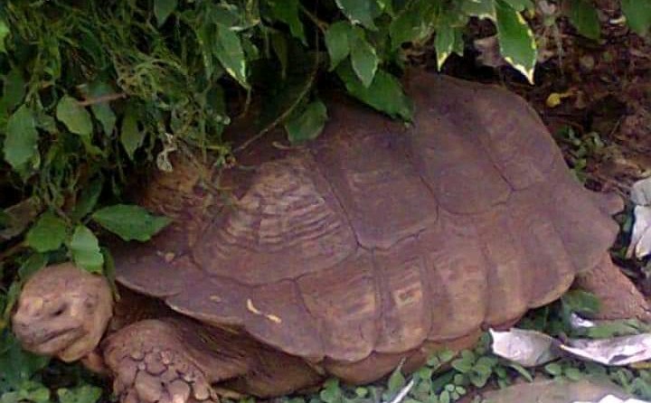 ALAGBA OF OGBOMOSO: THE LEGENDARY TORTOISE