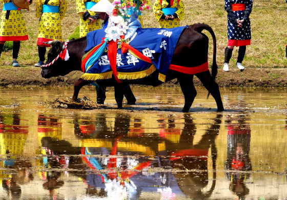 More glimpses of unfamiliar Japan: Happy New Year of the Ox