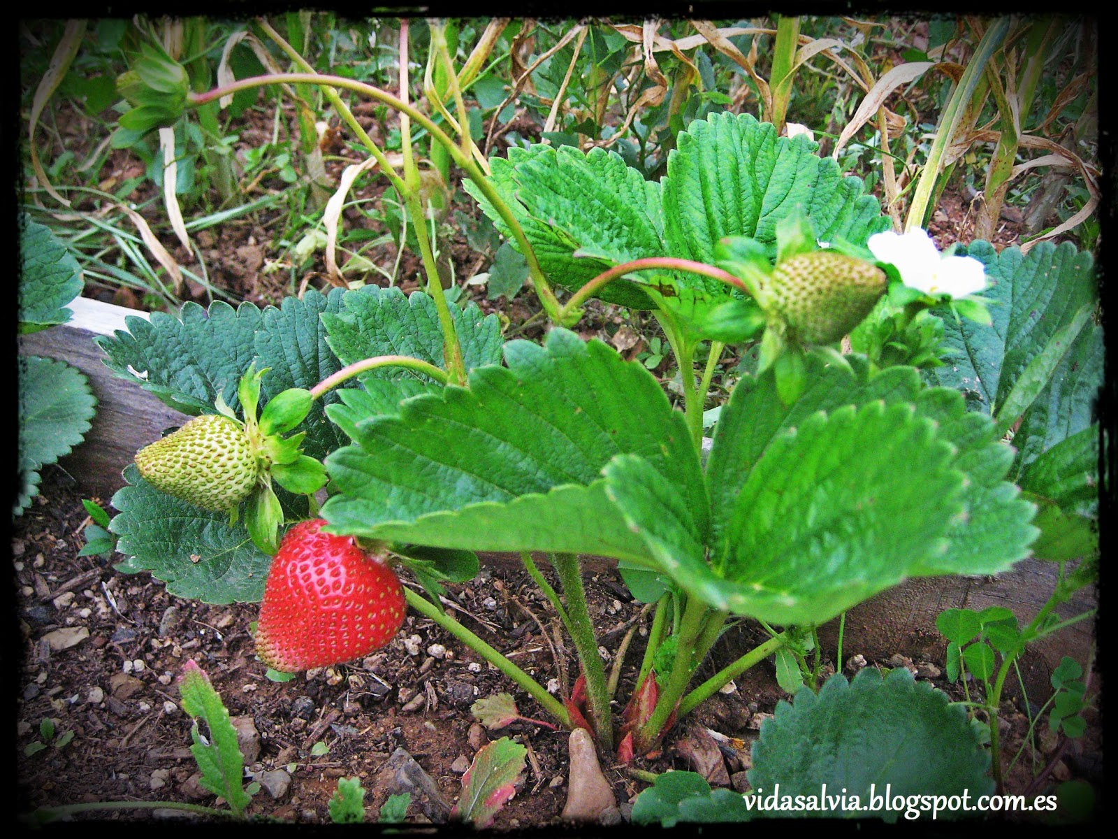 Vida Salvia: FRESERA