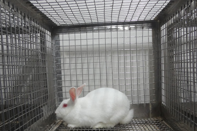 SOP FOR MAINTAINANCE OF LABORATORY ANIMALS | STANDARD OPERATING ...