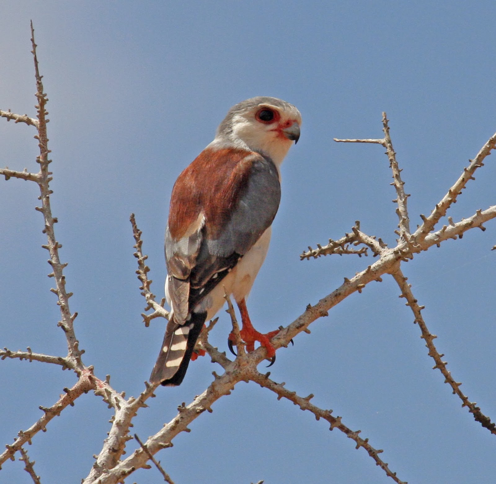 Simon and Karen Spavin: Pygmy Falcon