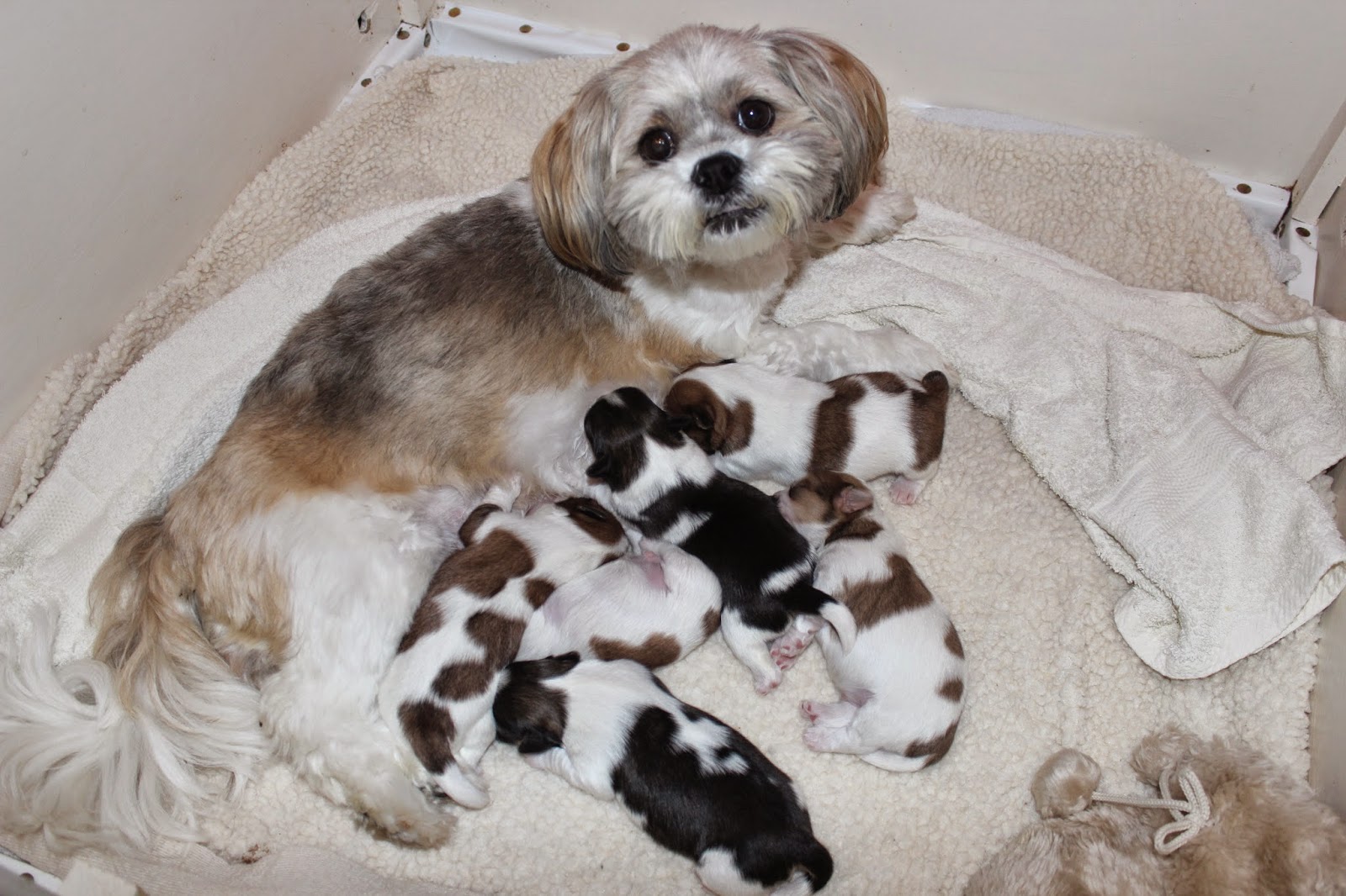 Lhasa Apso - Penny's Pups from birth to new homes: 7 day old lhasa apso ...