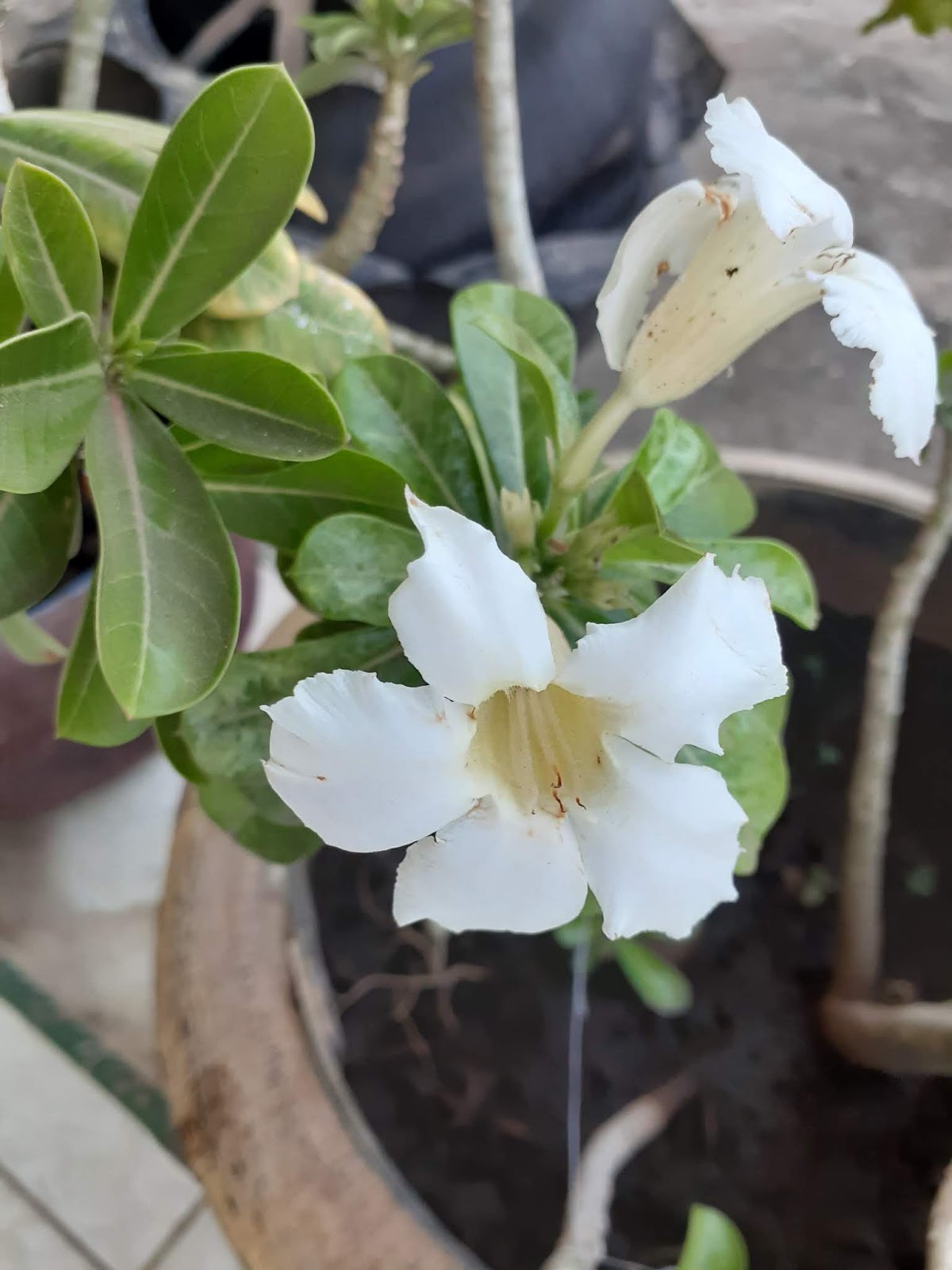 KAMBOJA JEPANG PUTIH