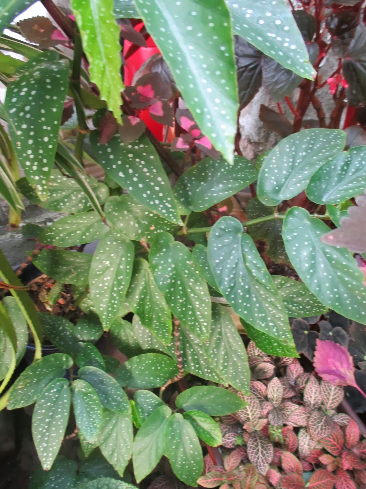 Garden Chronicles of James David: Cane Begonia Collection