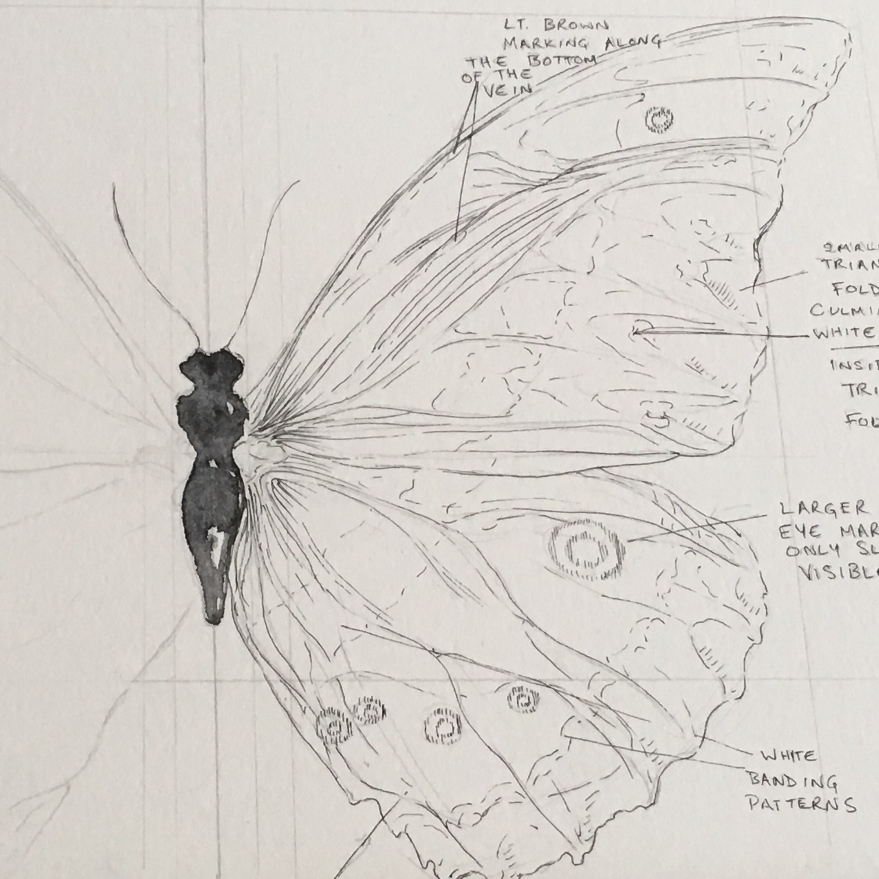 Scientific Butterfly Illustration