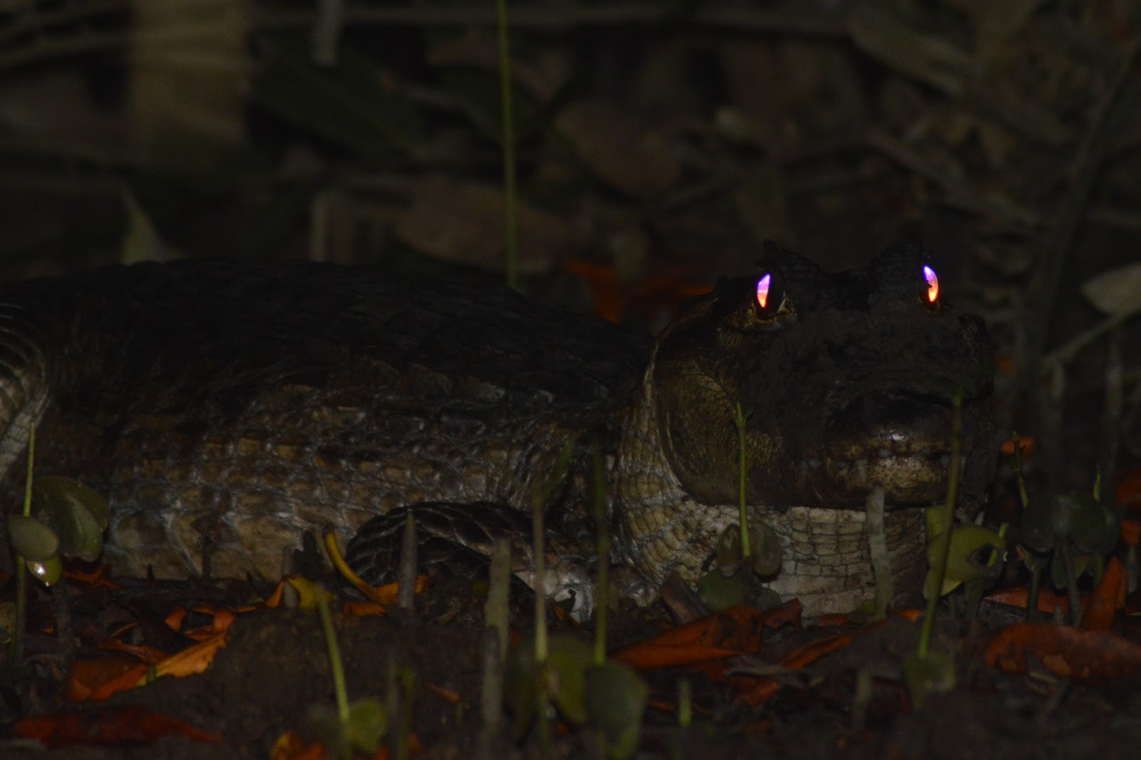 The Herpetology of Trinidad and Tobago: Trinidad's two types of Caiman