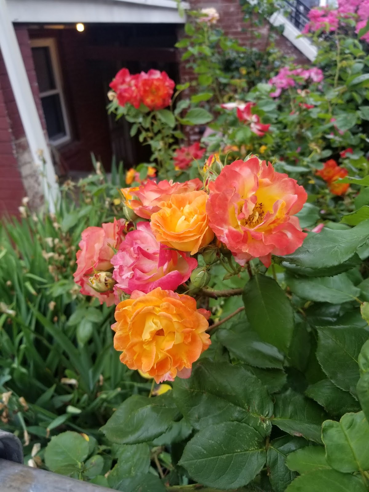 roosje: {little rose}: To Restore