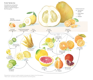 Species New to Science: [Botany • 2018] Genomics of the Origin and ...