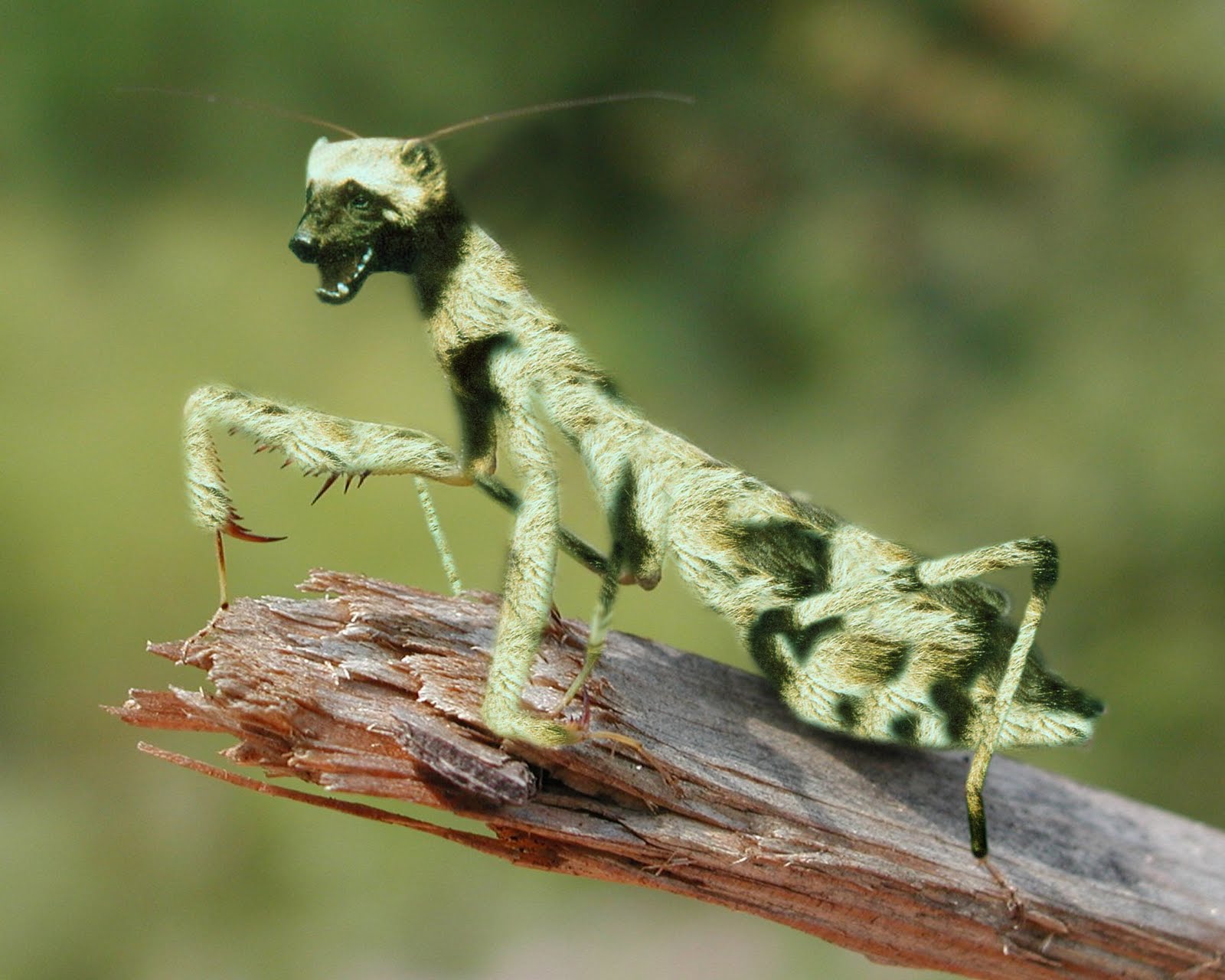 Maestro Awesome's Blog