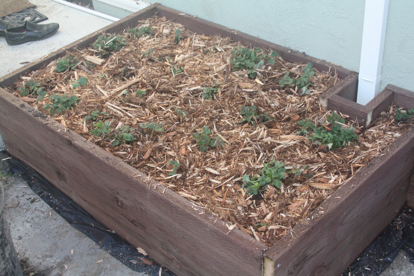 Go Green or DIY trying: Sub Irrigated Planter (SIP)