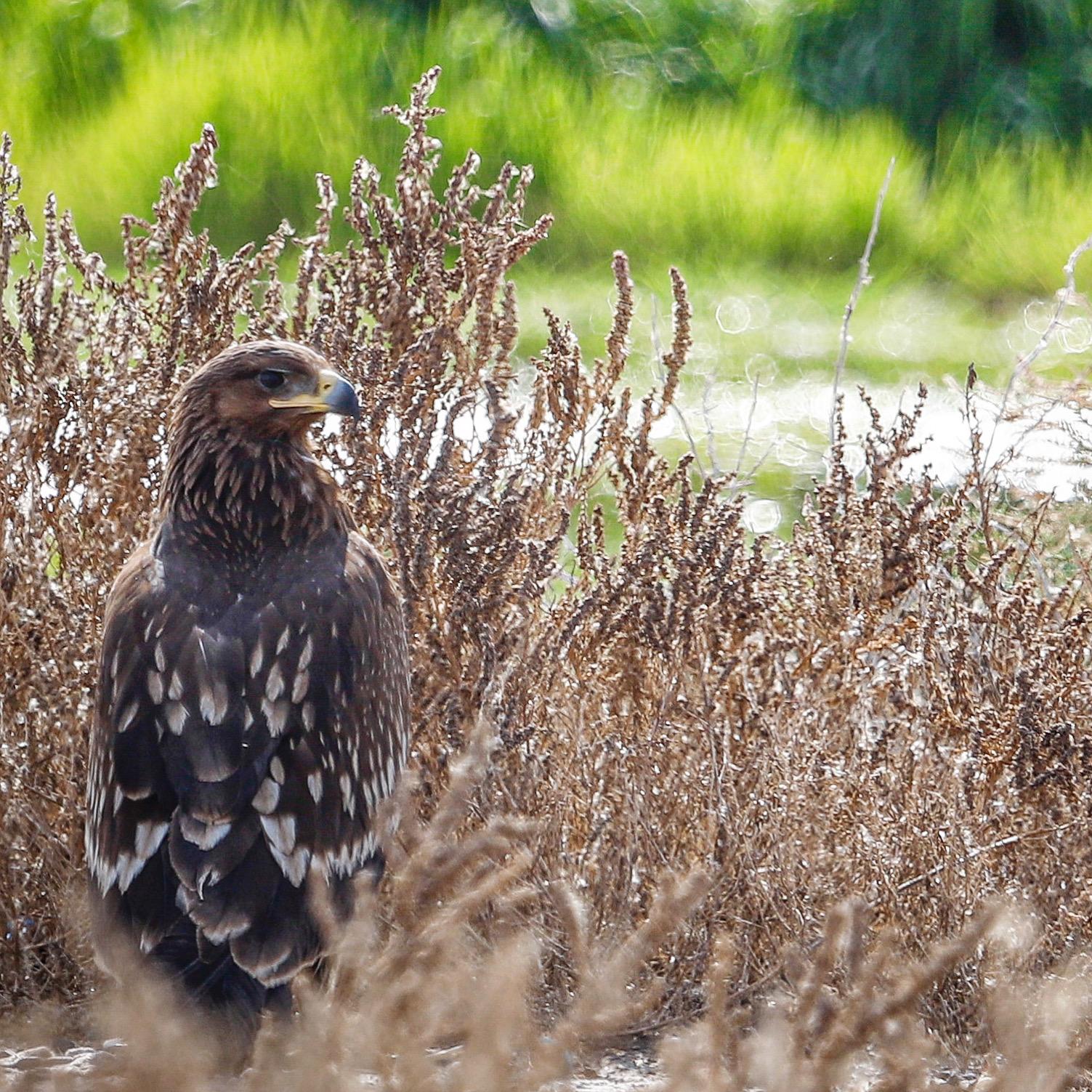 Kuwait Eagles: Greater spotted eagles wintering in Kuwait