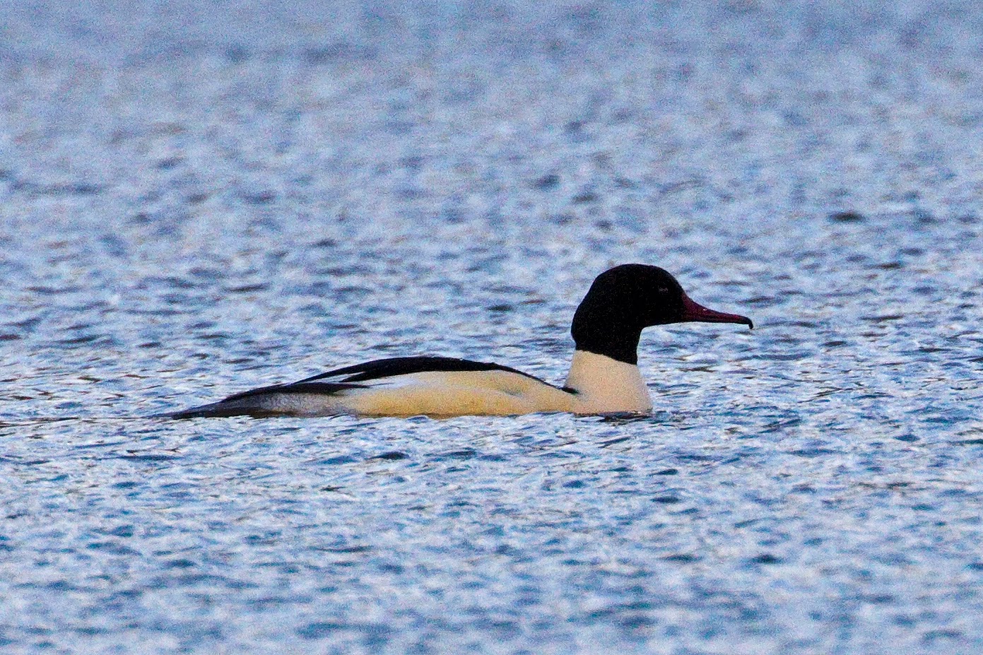 Martin's Sussex Birding Blog: Goosander