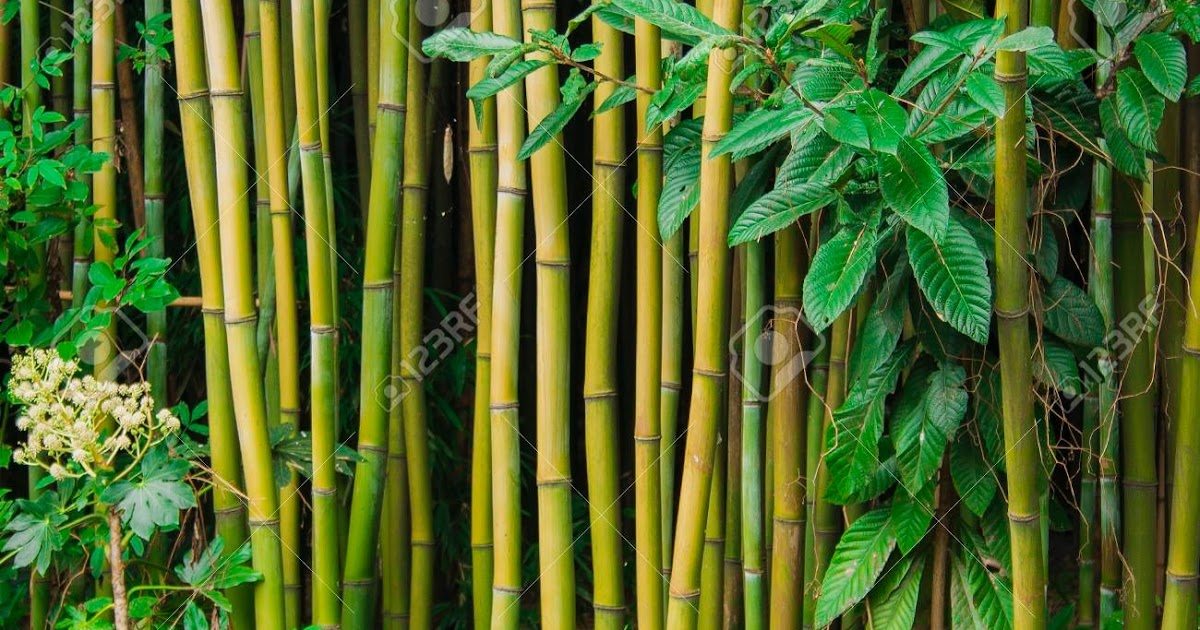 Article: Bamboo tree