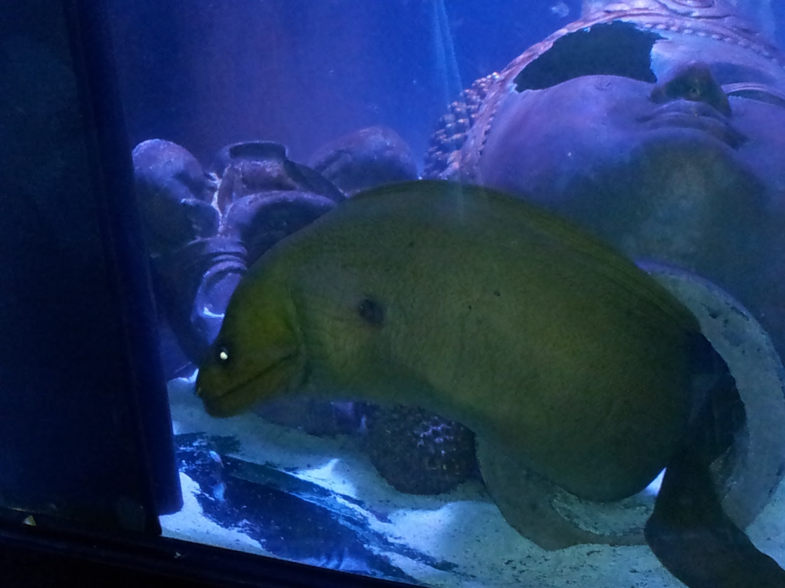 Blogger Bates: Portland Aquarium